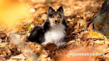 Awesome Autumn Pet Tips 2019 - Be Ready for Fall with Our Safety Guide